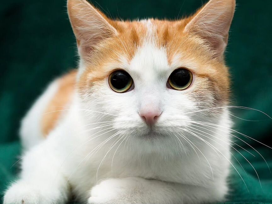 Котенок девочка в добрые руки