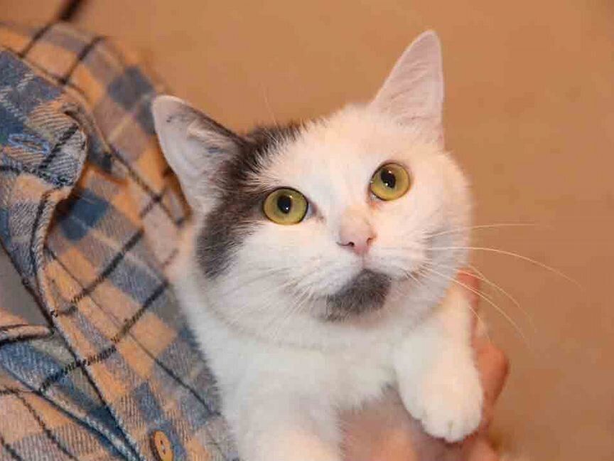 Милая кошечка Женечка