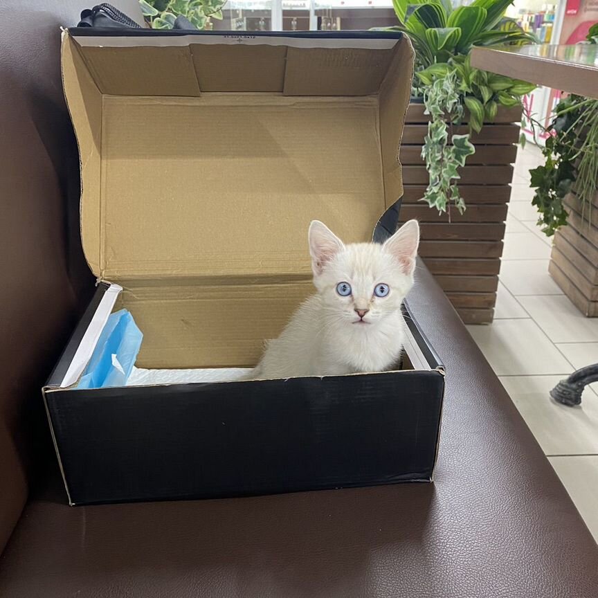 Котенок в добрые руки