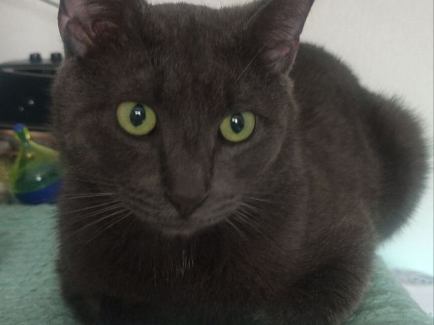 Кот