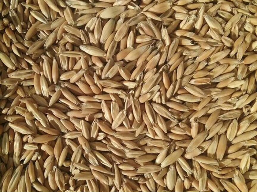 Зерно: Ячмень,Овес