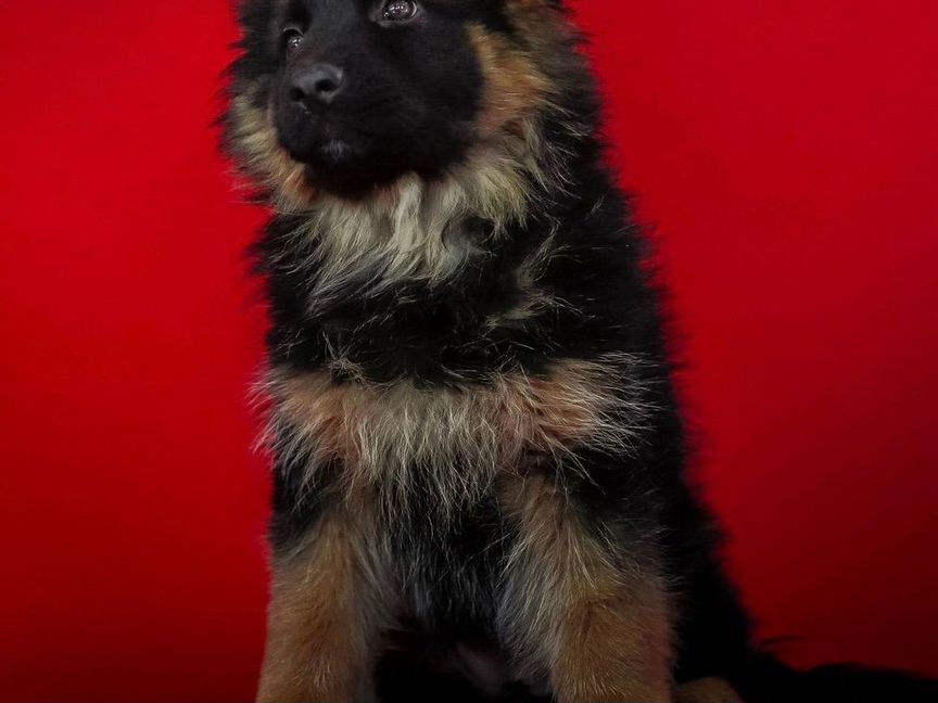 Щенки немецкой овчарки