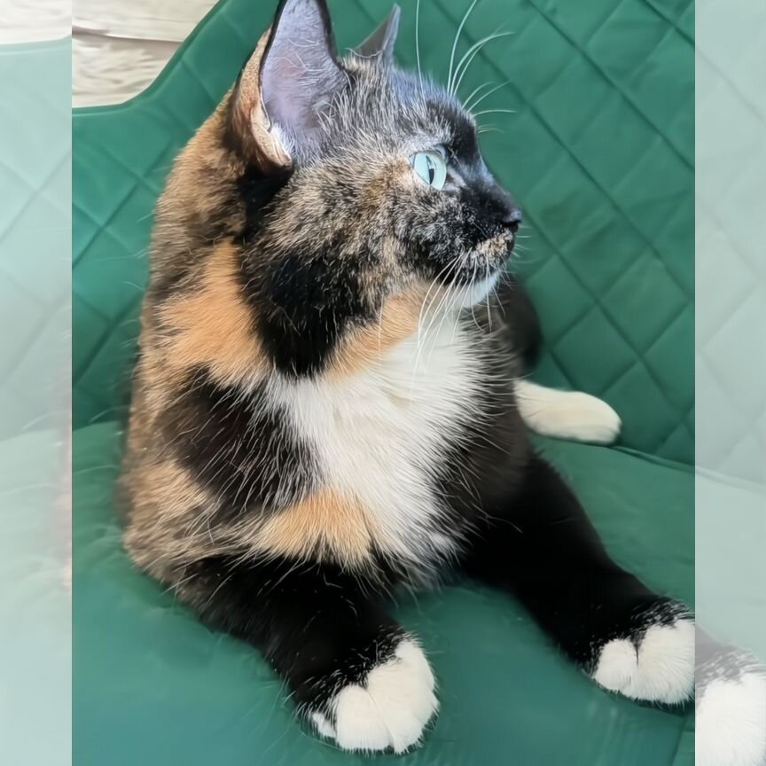 Взрослая, кошка в добрые руки