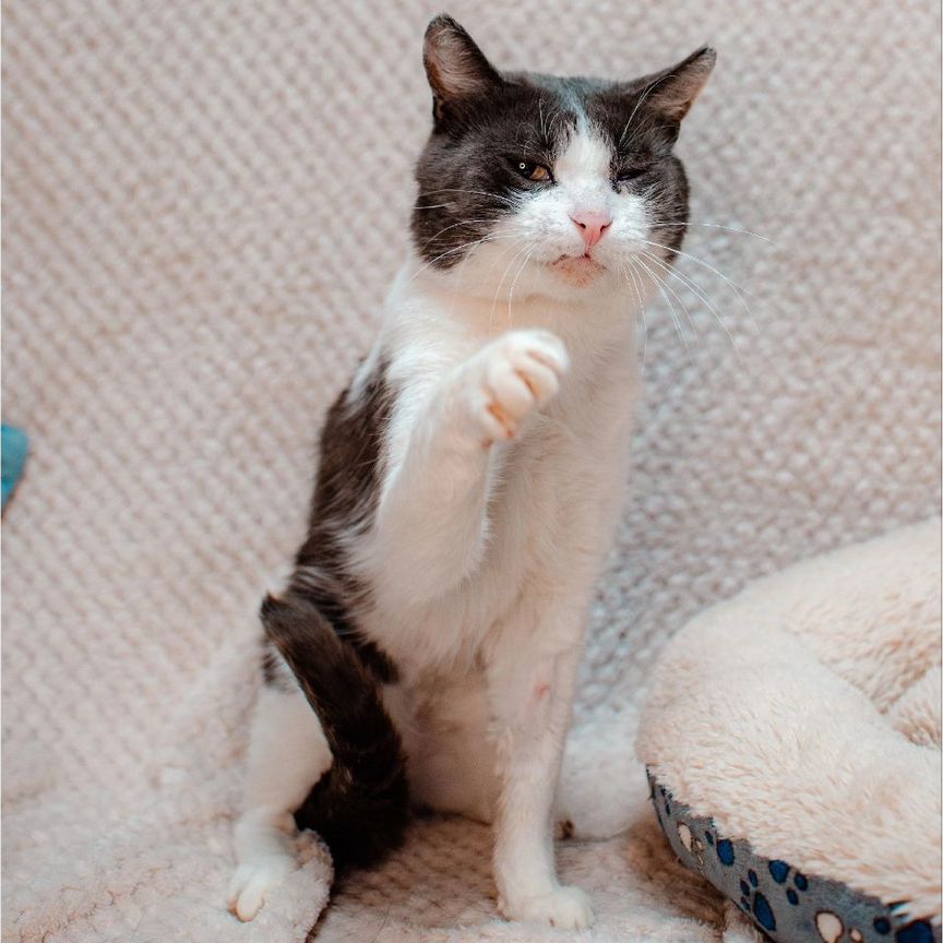 Котт Бил ищет дом