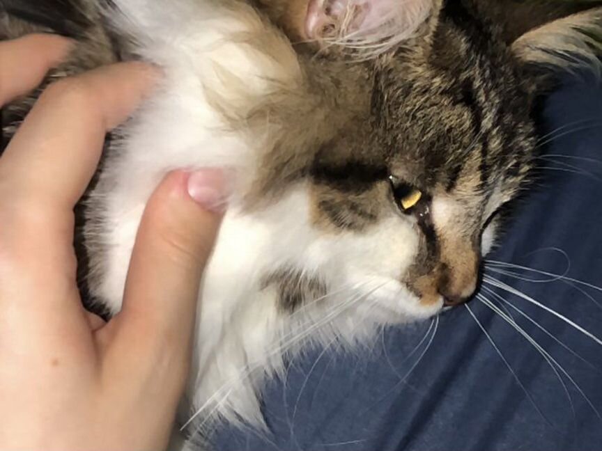 Кошка