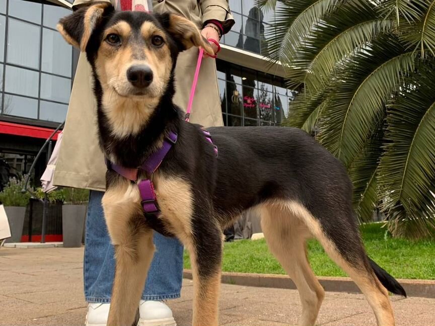 Спокойный щенок в добрые руки