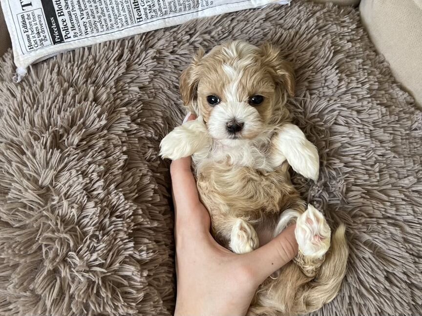 Щенки мальтипу F1 mini baby face