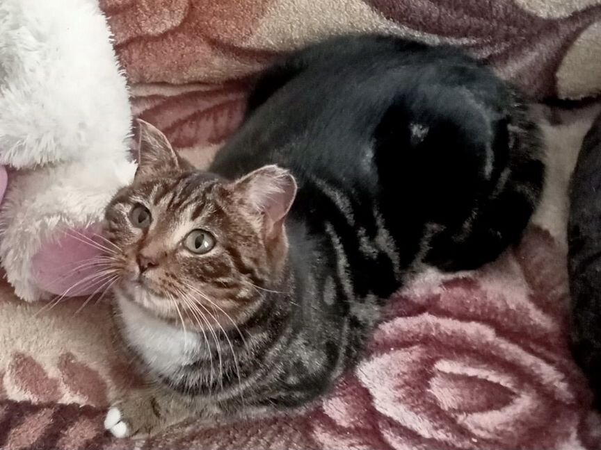 Кошка для уюта в душе