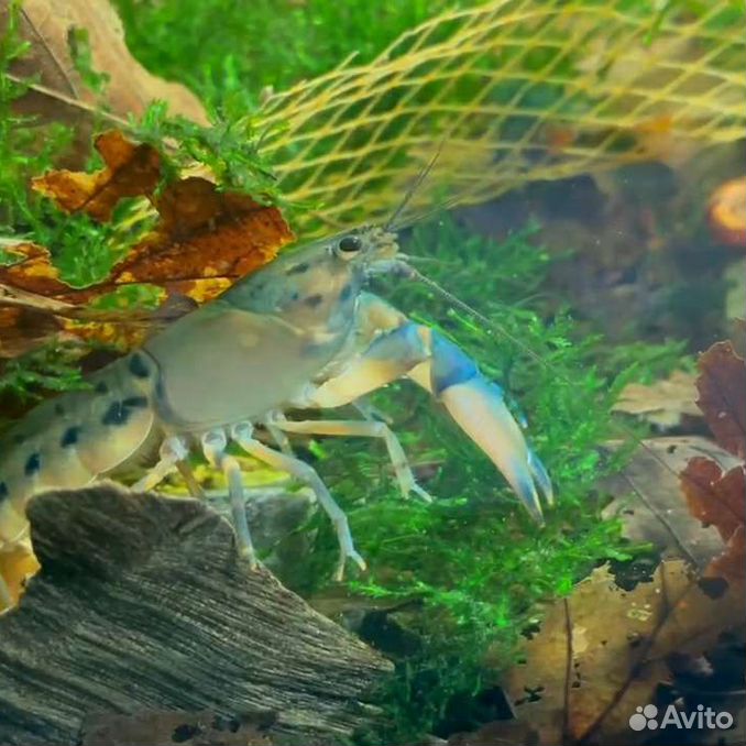 Рак аквариумный Cherax Misolicus