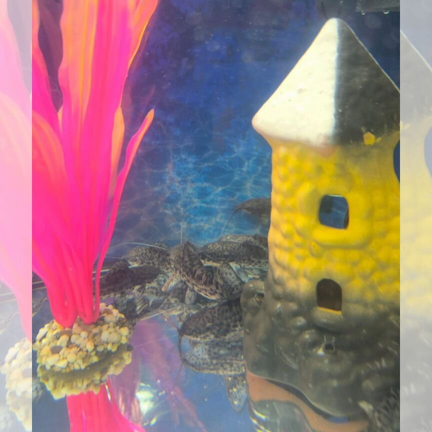 Сом Таракатум, большие