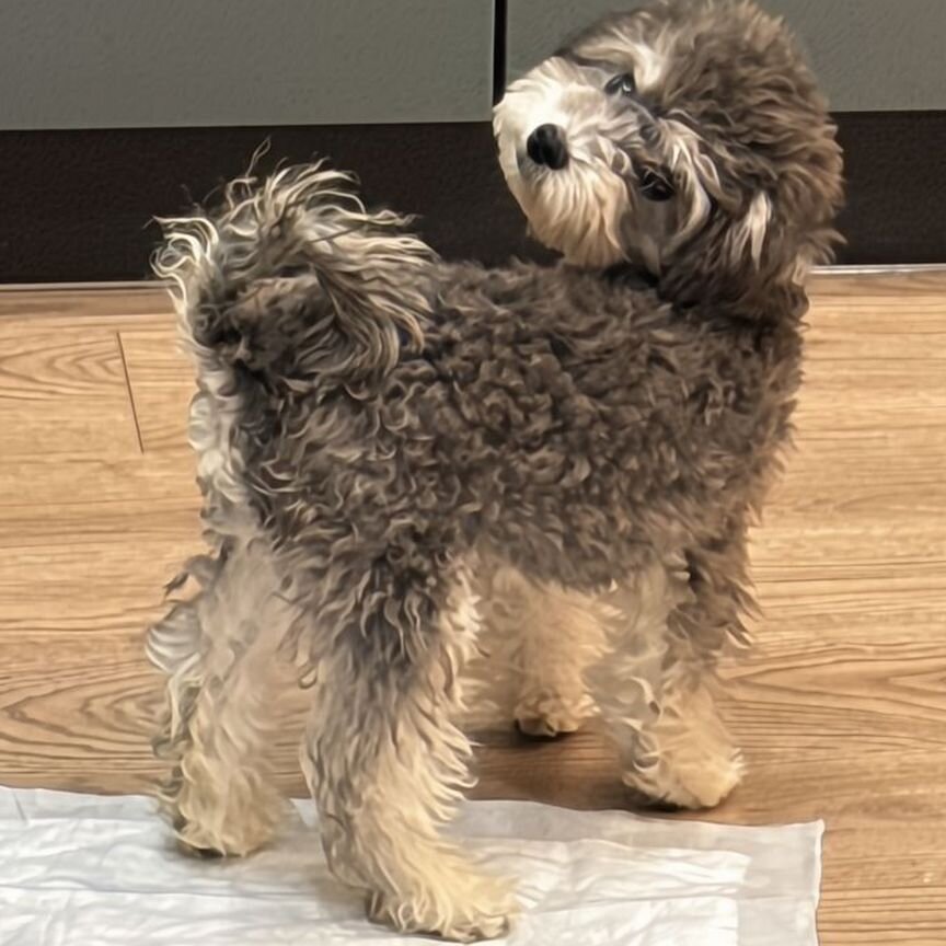 Мальтипу, щенок