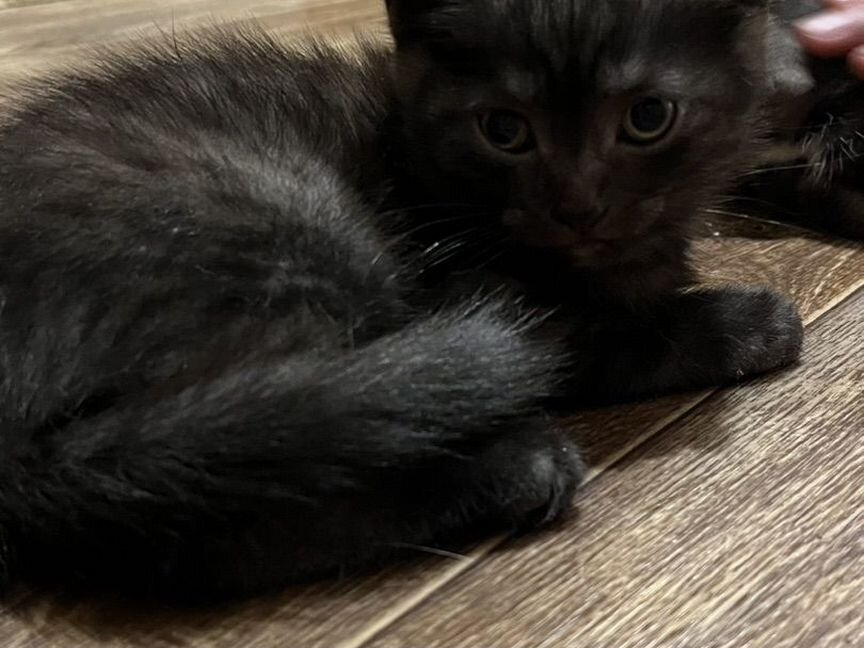 Шотландский котенок