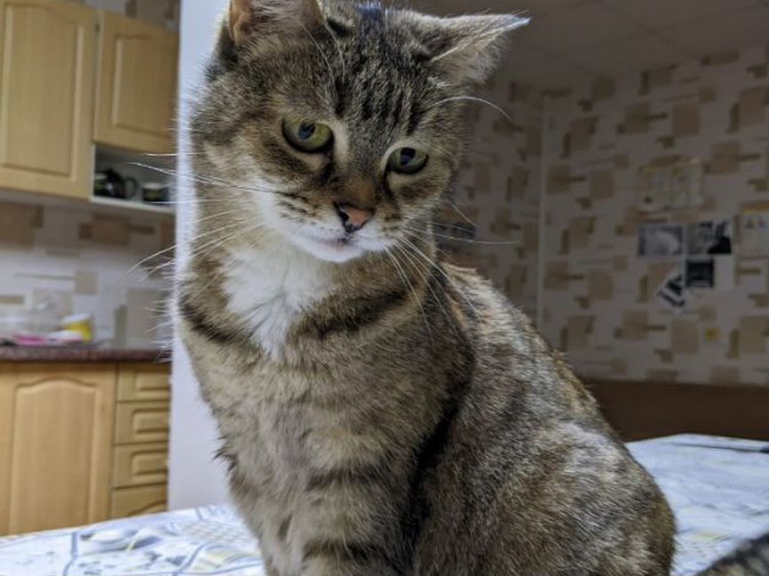 Кошка Плюша