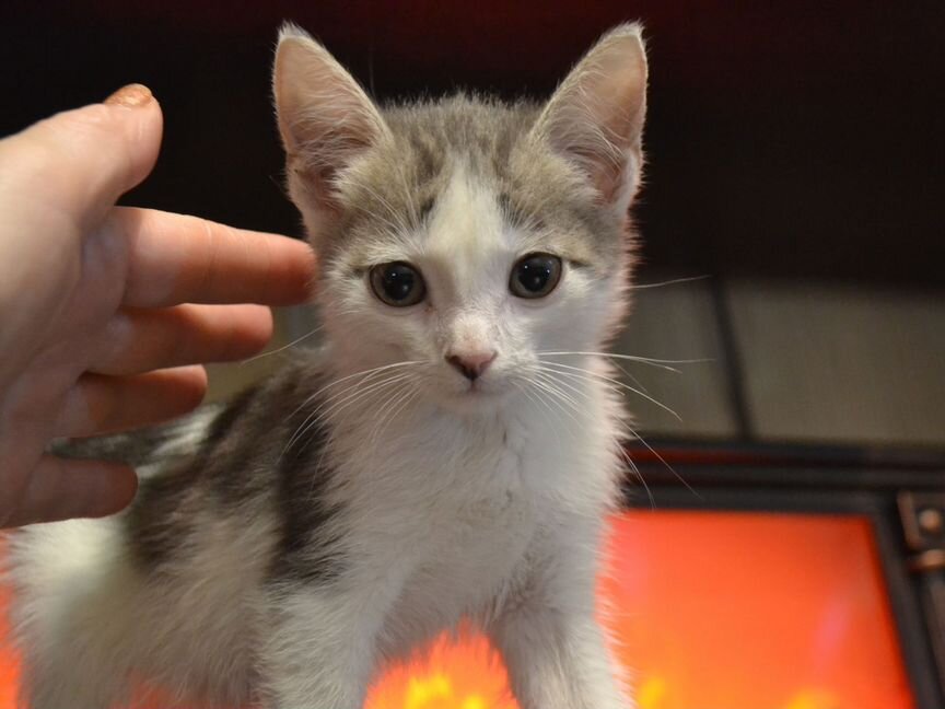 Очаровашка мальчишка ищет Дом