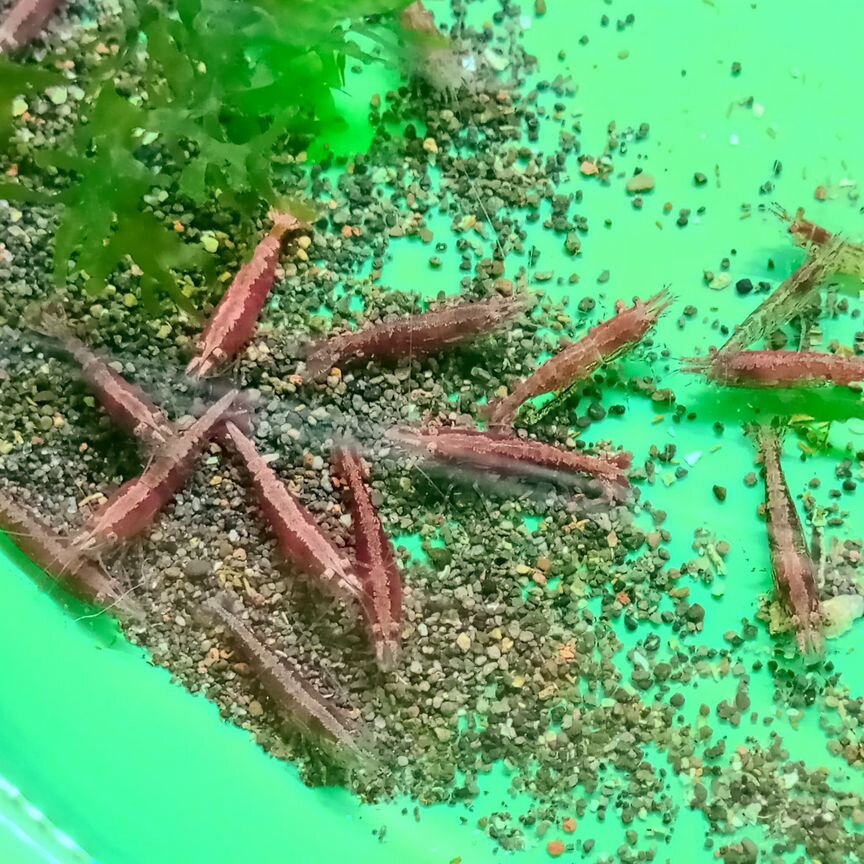 Креветки вишенки