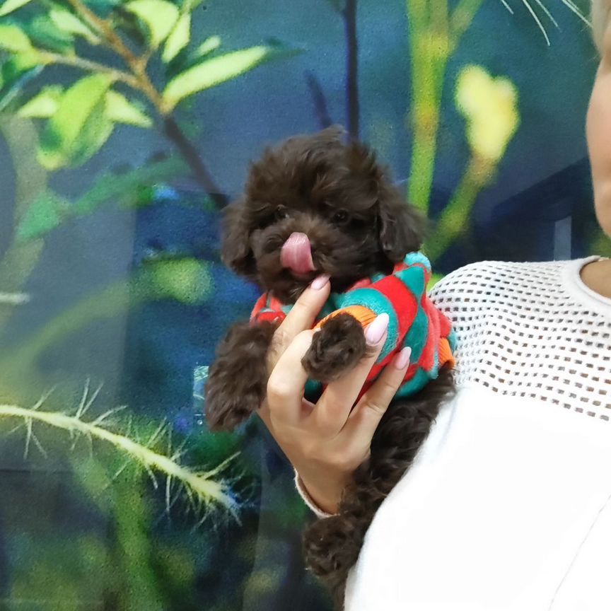 Девочки мальтипу шоколад