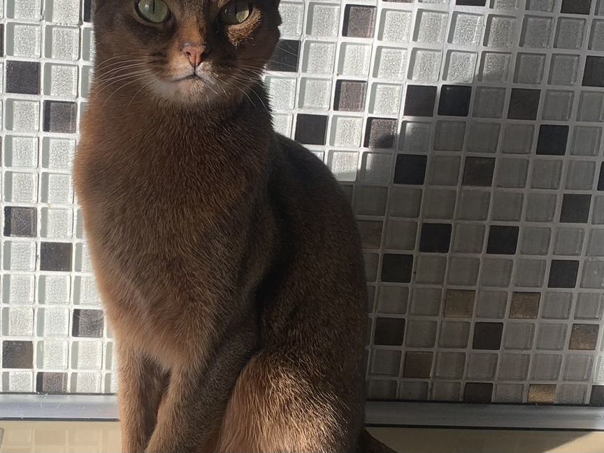 Абиссинская кошка в добрые руки