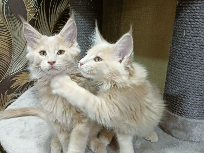 Котята мейн-кун