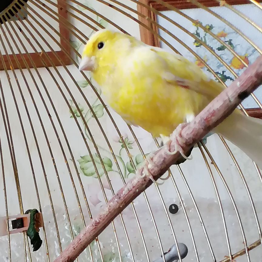 Кенар поющий с клеткой и всем необходимым
