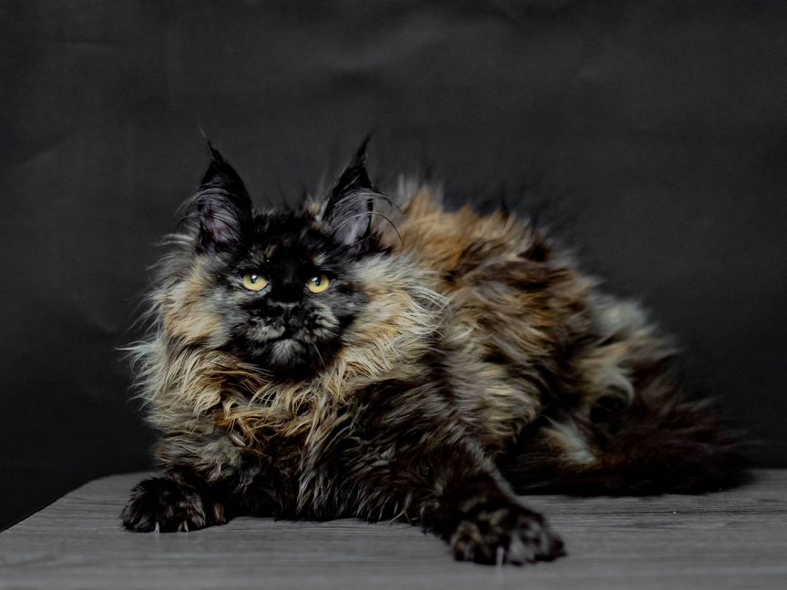 Мейн-кун черепашка