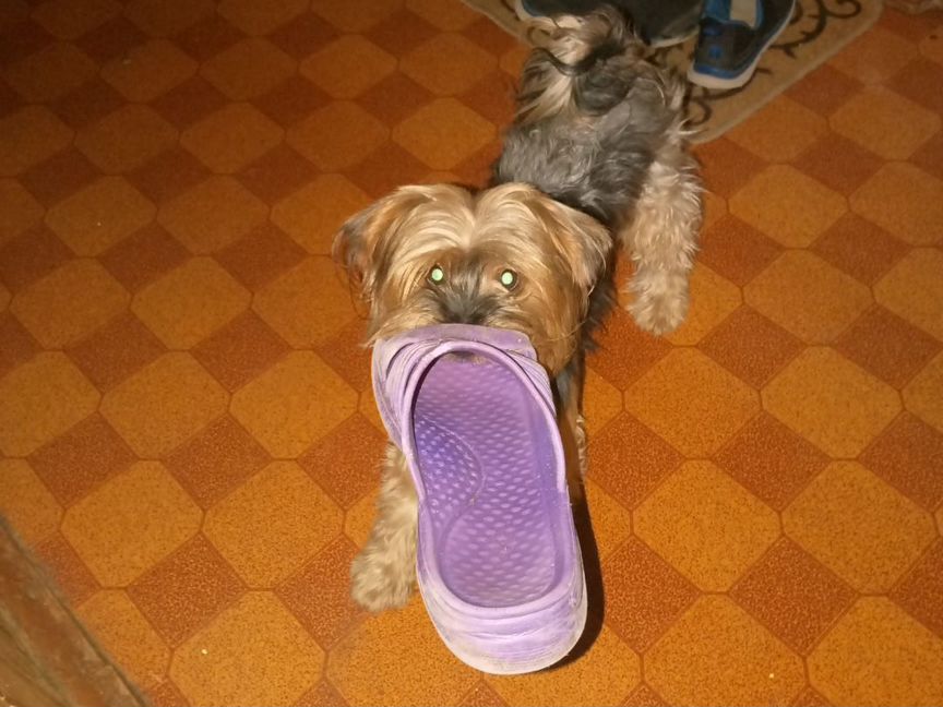 Отдам собаку в добрые руки березники ёрк 5 лет