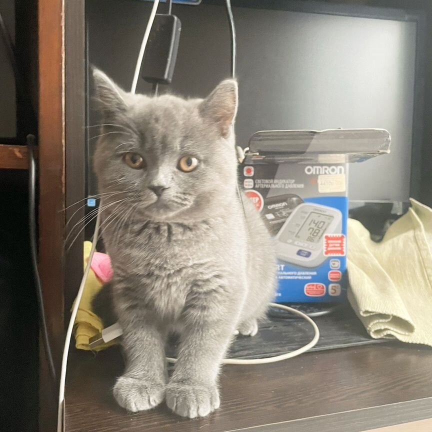 Шотландские мальчик