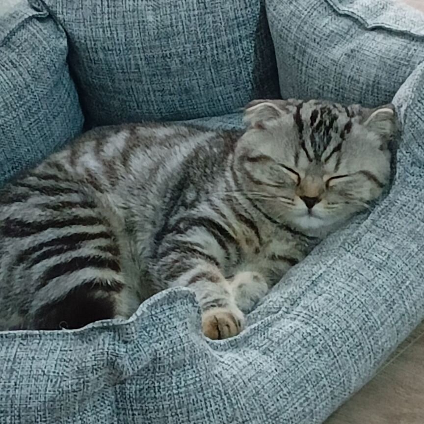 Шотландская вислоухая короткошёрстная кошка, взрослая