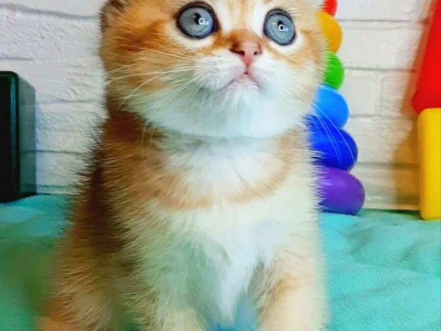 Шотландский вислоухий котёнок