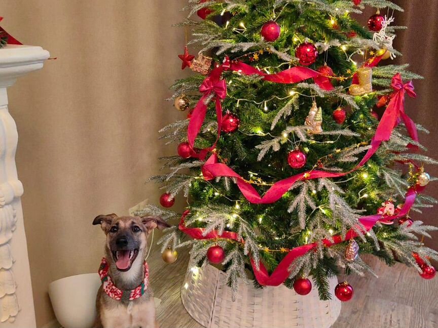 Восхитительный щенок в добрые руки