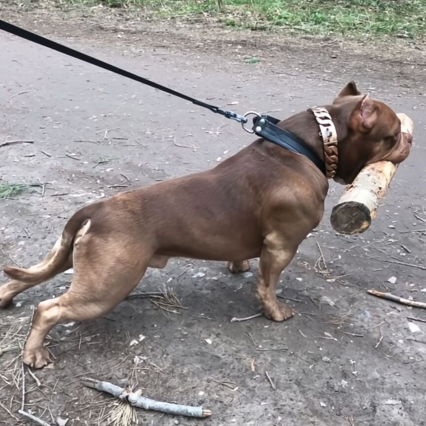 Американский булли, взрослая собака