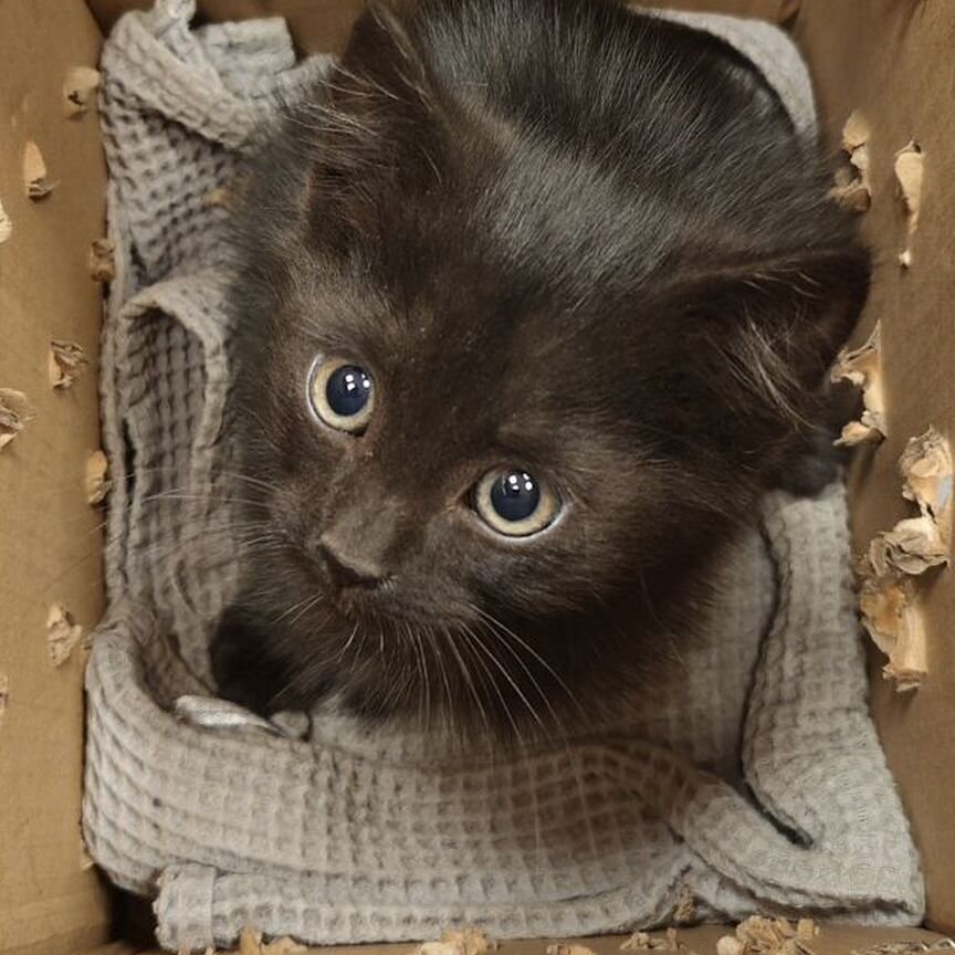 Котёнок в добрые руки