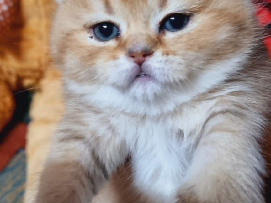 Котята шатландкие золотые шиншилла
