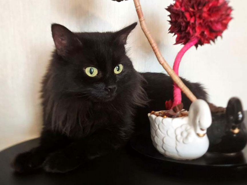 Кот Миша, 2 года, ищет хозяев