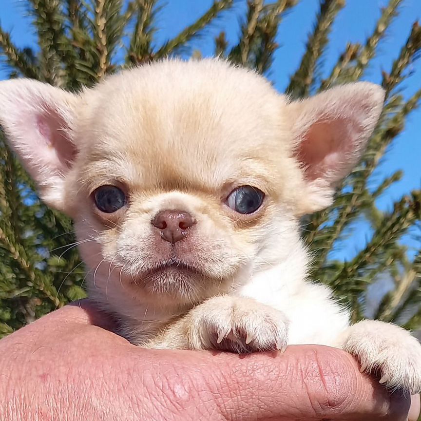 Чихуахуа, щенок