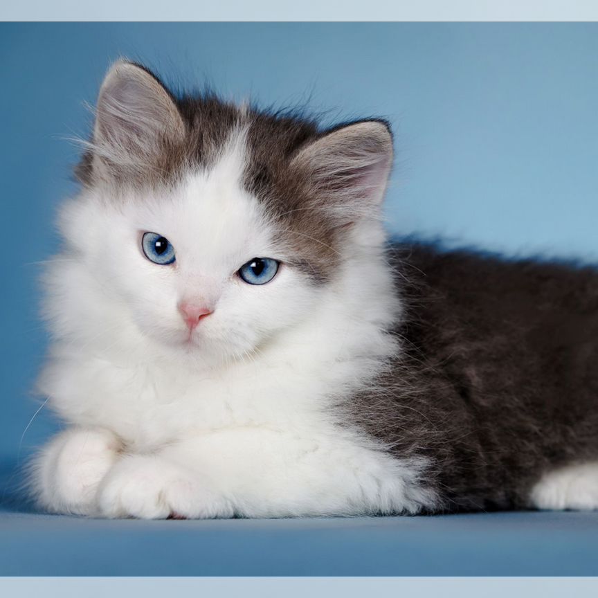 Сибирский котёнок