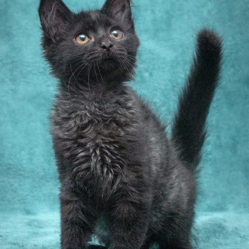 Котенок Фунтик