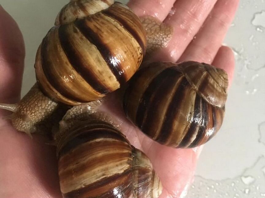 Хеликс лукорум таурика