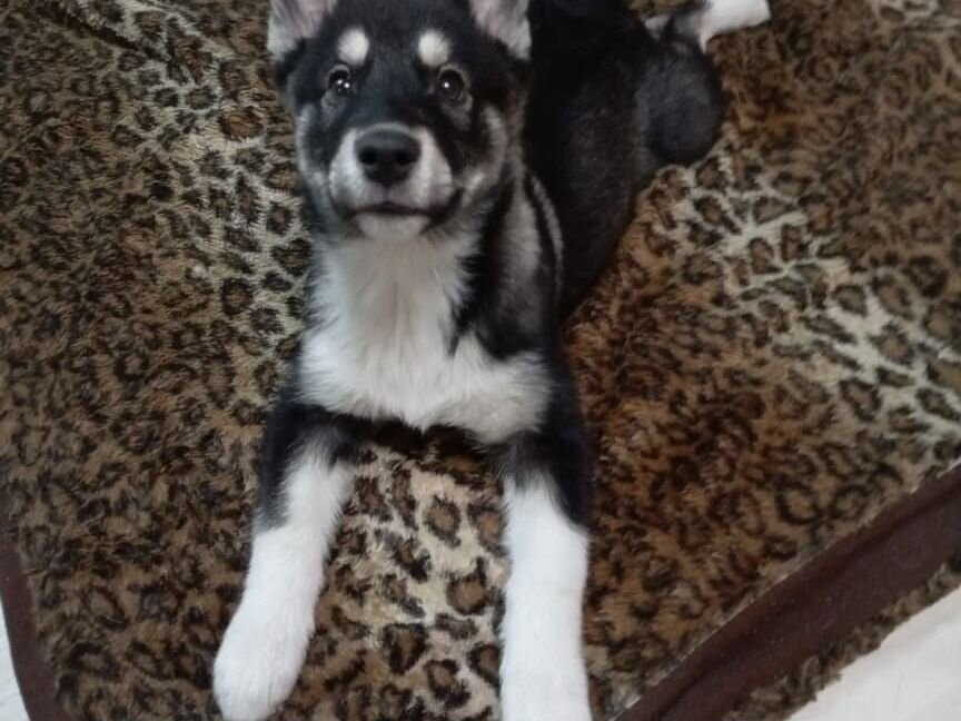 Собака