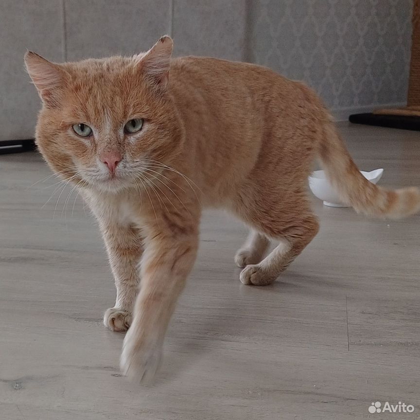 Красавец Персик в добрые руки