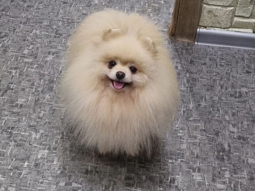 Вязка кремовый мини кобель. Видео