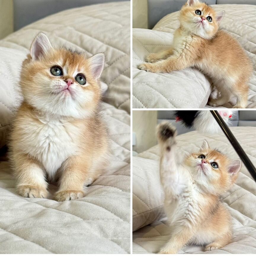 Шотландский вислоухий короткошёрстный котёнок