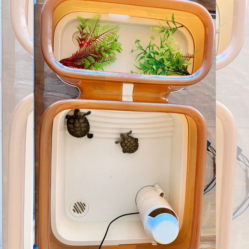 Террариум для черепахи, черепахи
