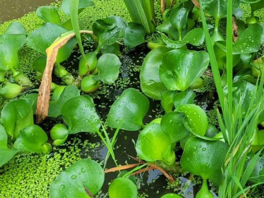 Эйхорния водный гиацинт