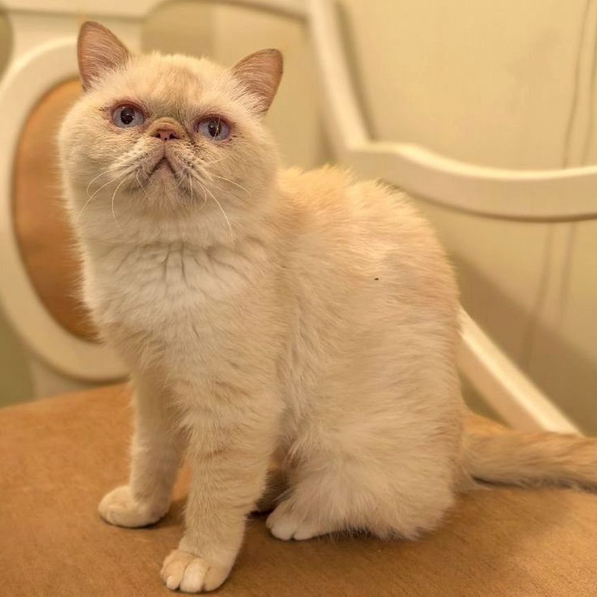 Экзотическая короткошёрстная кошка, взрослая