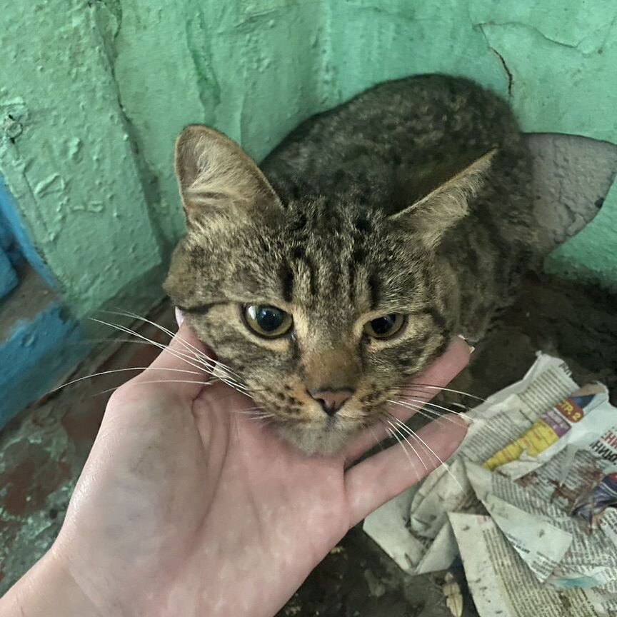 Ищем хозяина котика