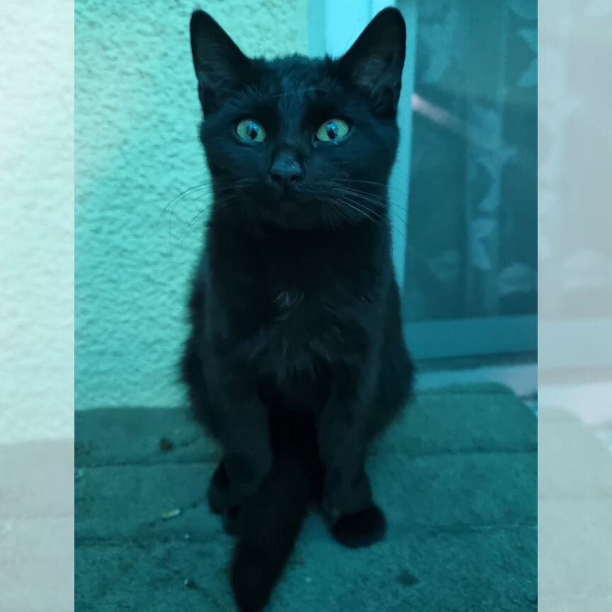 Шикарные котята в добрые руки