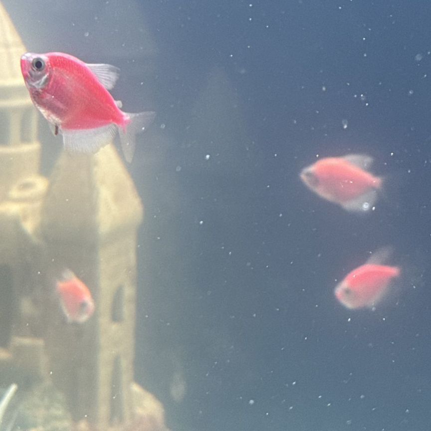 Рыба Теренция