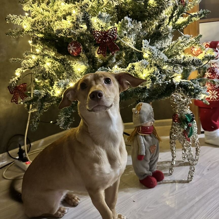 Отдадим собаку в хорошие, добрые руки