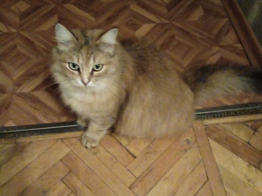 Красавица-кошечка ищет любящий дом