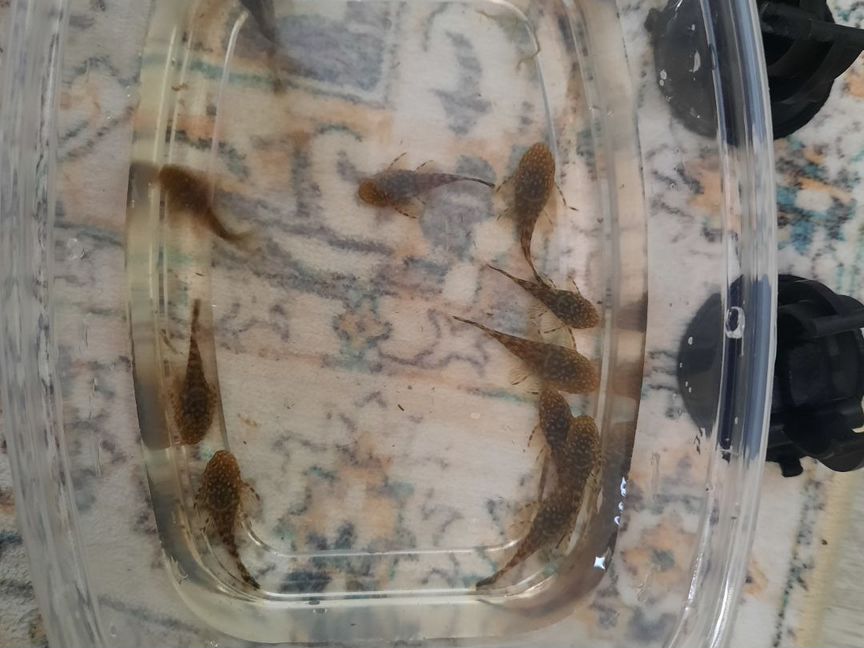 Подросшие мальки анцитруса бесплатно